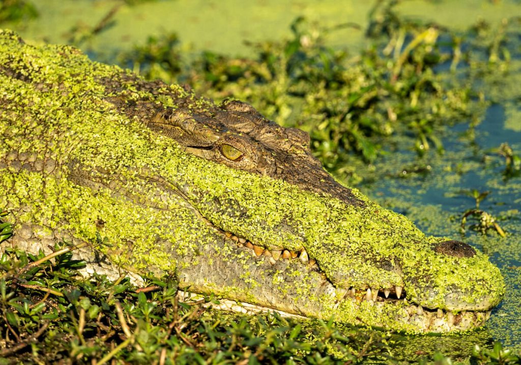 Gallery - Kruger Shalati